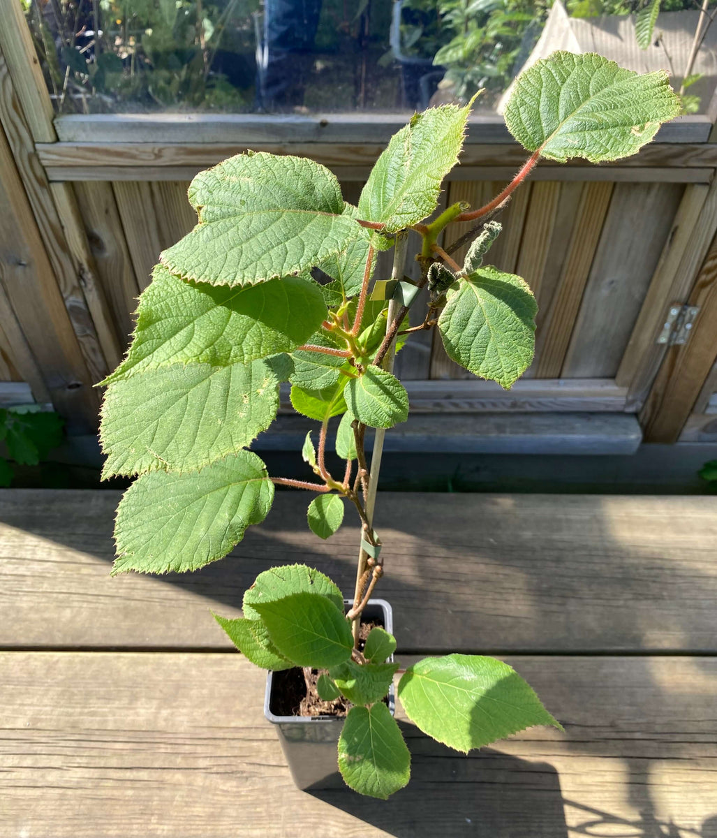 Kiwi 'Jenny' Plante 40-50 cm (Actinidia deliciosa) – Trädgårdsdags