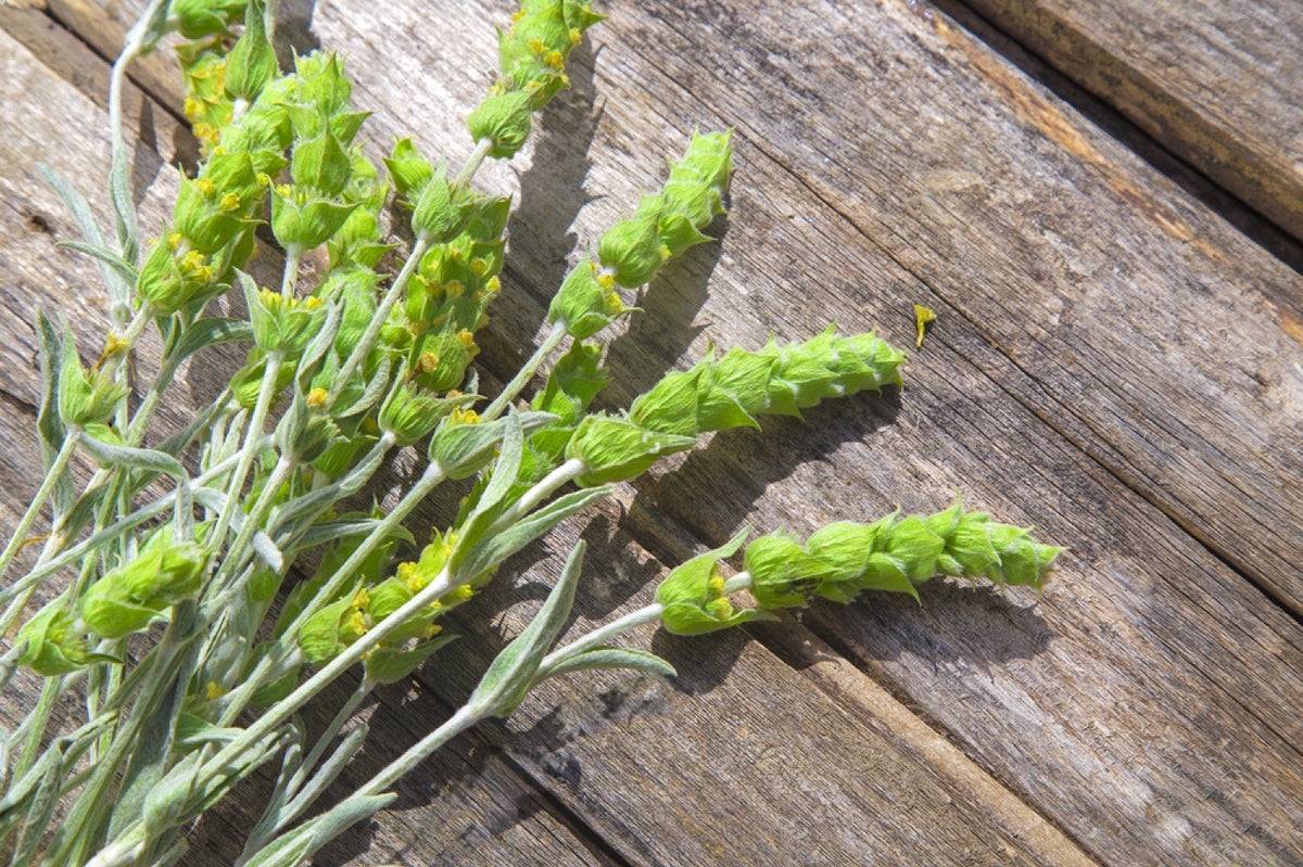 Seeds for Greek Mountain Tea / Mursalski Tea (Sideritis scardica ...