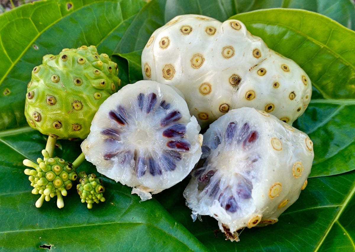 Fröer till Noni (Morinda citrifolia) – Trädgårdsdags